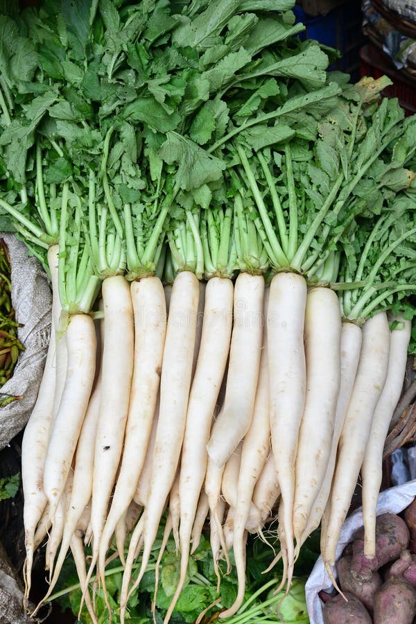Indian vegetable-Raddish stock image. Image of marketplace - 30303273