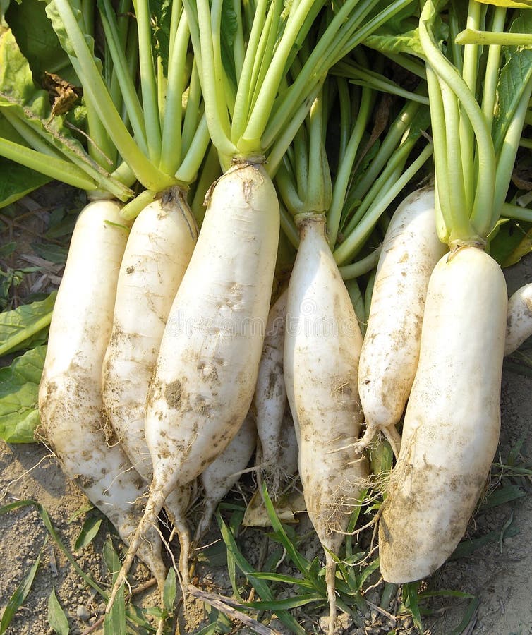 Radish field stock image. Image of macro, fertilizer - 31882671