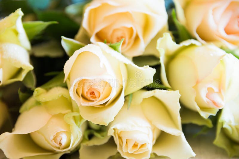 Fresh White Roses Arranged in a Bouquet Stock Photo - Image of romance ...