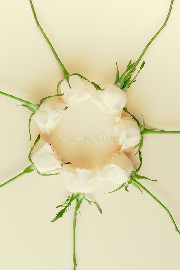 Fresh White Roses Composition Stock Photo - Image of flatlay, greeting ...
