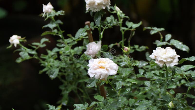 Fresh White Roses with Raindrops on Them after the Rain Stock Video ...