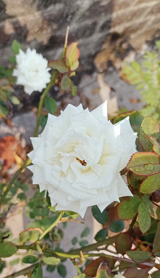 Fresh White Roses in Roof Garden Stock Photo - Image of roses, rose ...