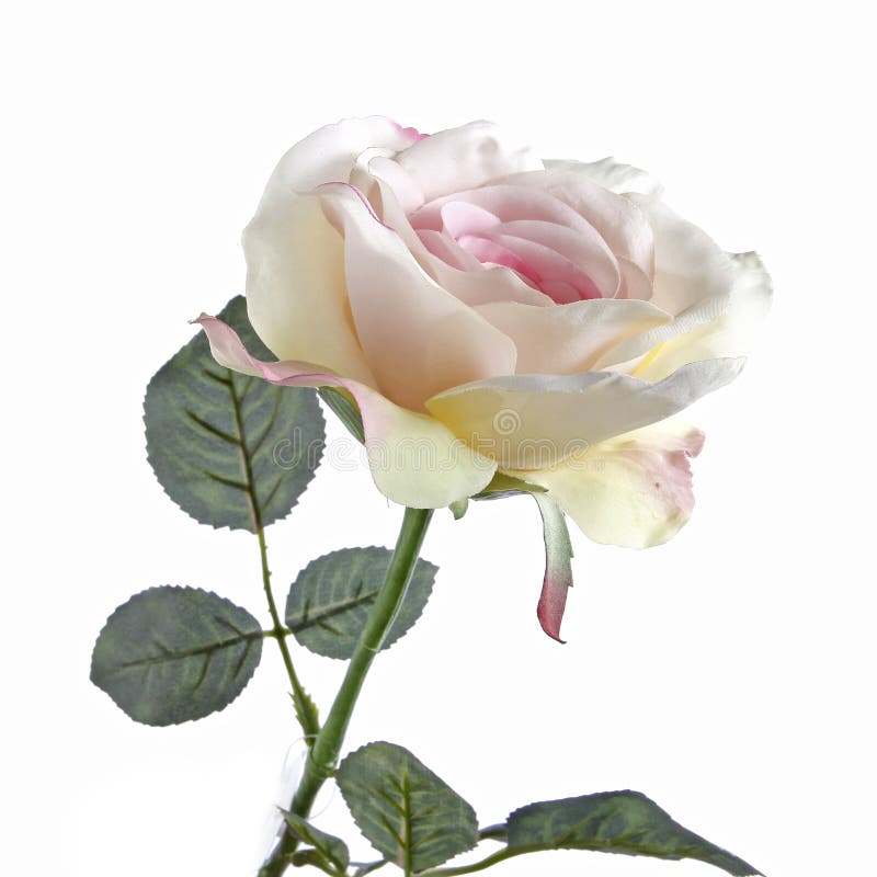 Fresh White Roses on a White Background Stock Photo - Image of isolated ...