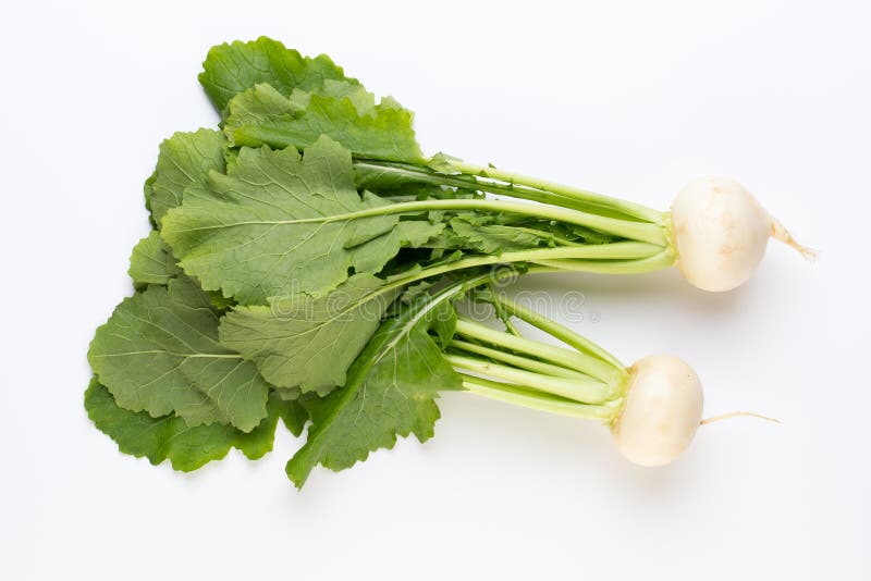 Fresh White Round Turnip Radish on White Background. Stock Photo ...