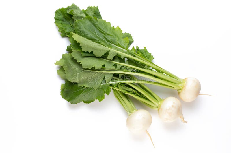 Fresh White Round Turnip Radish on White Background. Stock Photo ...