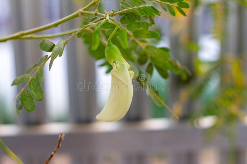 Fresh White Sesbania Grandiflora Flower on the Tree in the Garden Stock ...