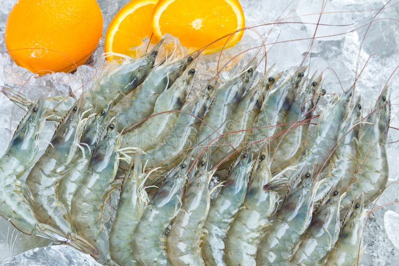 Fresh White shrimps stock image. Image of crustacean - 27759647