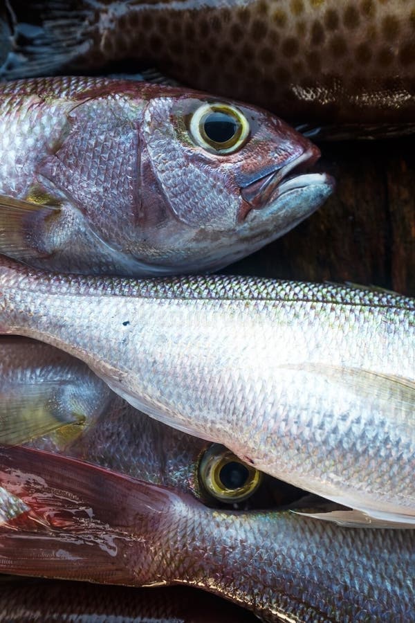 Fresh White Snapper Fish Detail Stock Image - Image of mouth, food ...