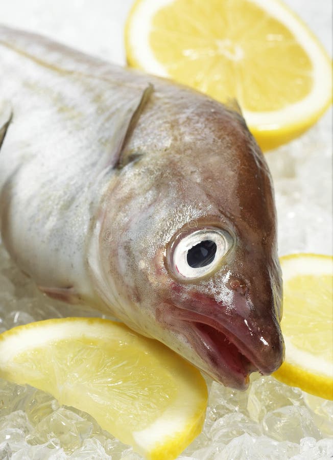 Merlan stock image. Image of marine, freshness, aquatic - 171563443