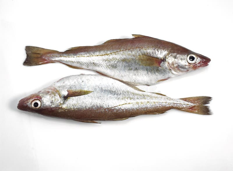 Fresh Whiting, Merlangius Merlangus, Fishes Against White Background ...