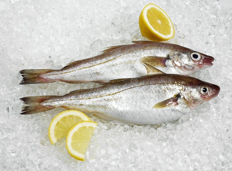 Fresh Whiting, Merlangius Merlangus, Fishes on Ice with Lemon Stock ...