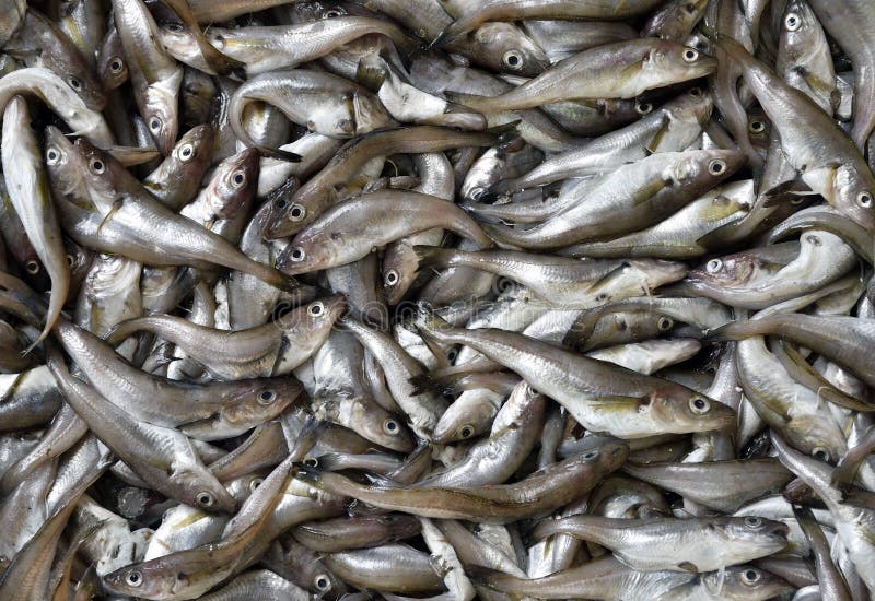 Fresh whiting stock photo. Image of celebration, death - 55484476