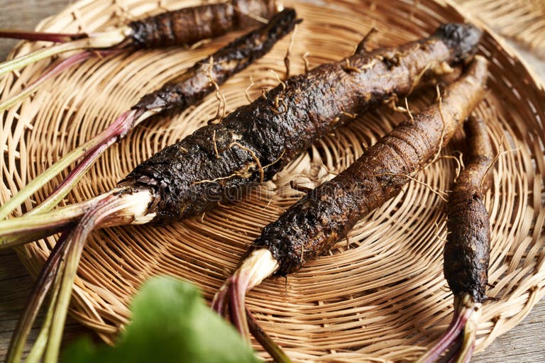 Fresh Whole Burdock Root in a Basket Stock Illustration - Illustration ...