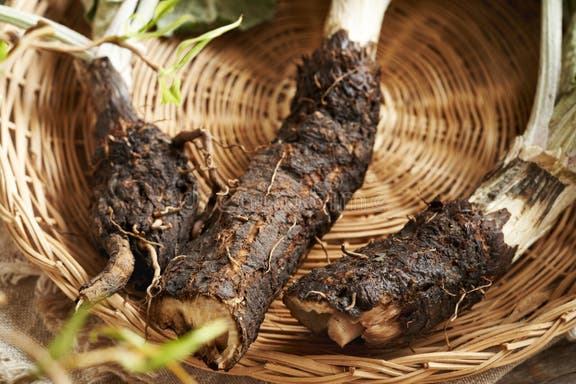 Fresh Whole Burdock Root in a Basket Stock Image - Image of plant ...