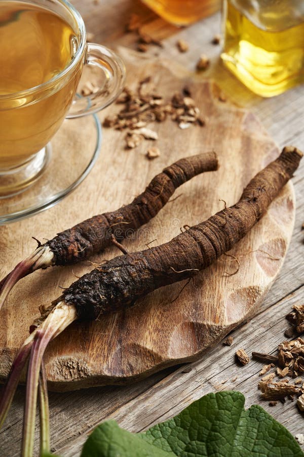 Fresh Whole Burdock Root with a Cup of Herbal Tea Stock Illustration ...