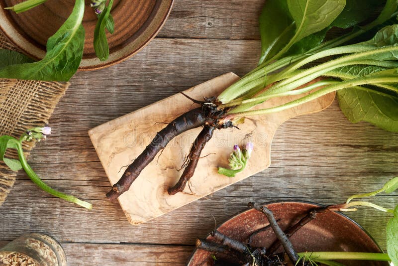 Fresh Whole Comfrey Plant with Root on a Table Stock Photo - Image of ...