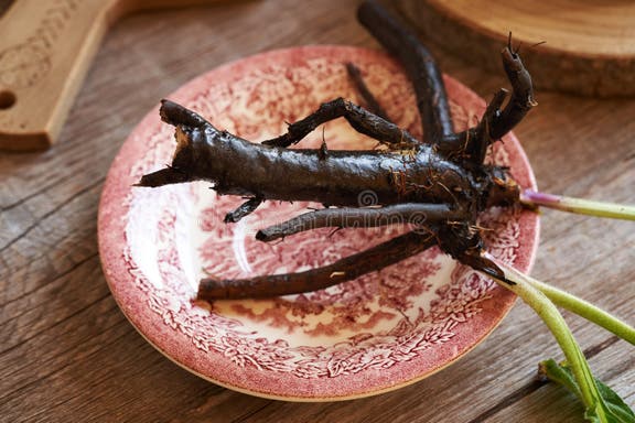 Fresh Whole Comfrey Root on a Table Stock Photo - Image of plate ...