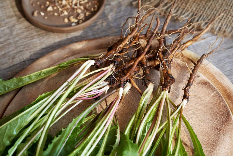 Fresh Whole Dandelion Roots on a Table, Close Up Stock Photo - Image of ...