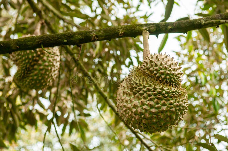Fresh Whole Durian on Its Tree in Thailand Fruit Orchard Stock Photo ...
