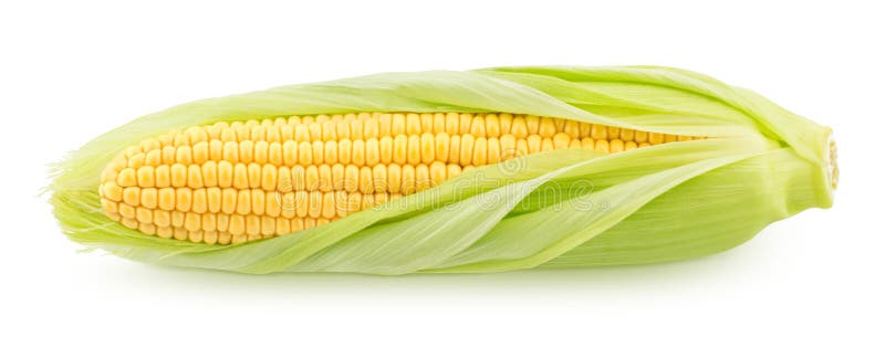 Fresh Whole Half Peeled Corn Cob Isolated on a White Background. Stock ...