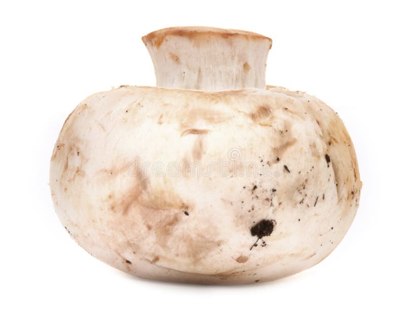 Fresh whole mushroom stock image. Image of inverted, freshness - 3976681