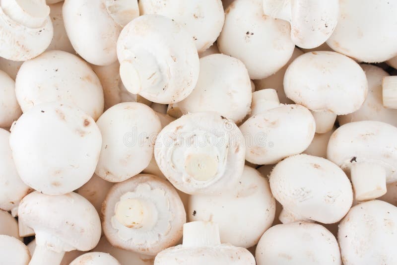 Fresh whole mushrooms stock image. Image of freshness - 19281317