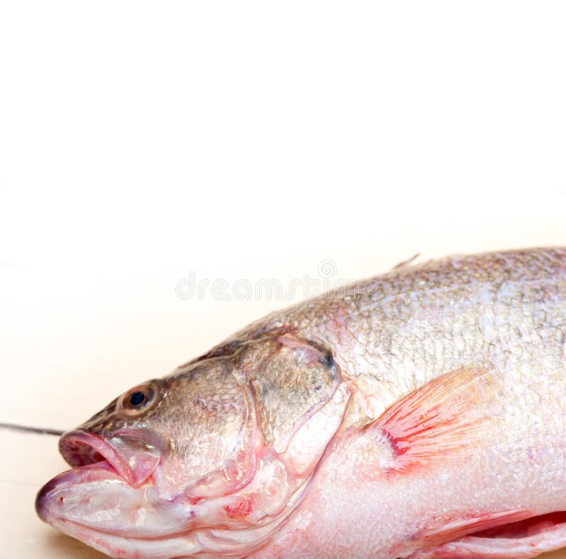Fresh whole raw fish stock image. Image of delicious - 46626761
