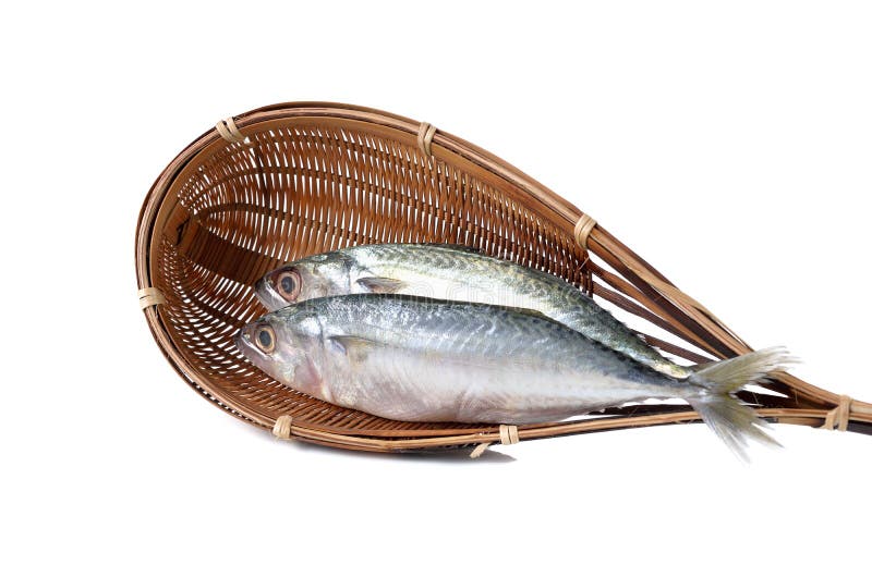 Fresh Whole Round Indian Mackerel in Bamboo Dipper on White Stock Photo ...