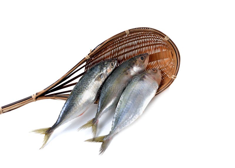 Fresh Whole Round Indian Mackerel White Stock Photos - Free & Royalty ...