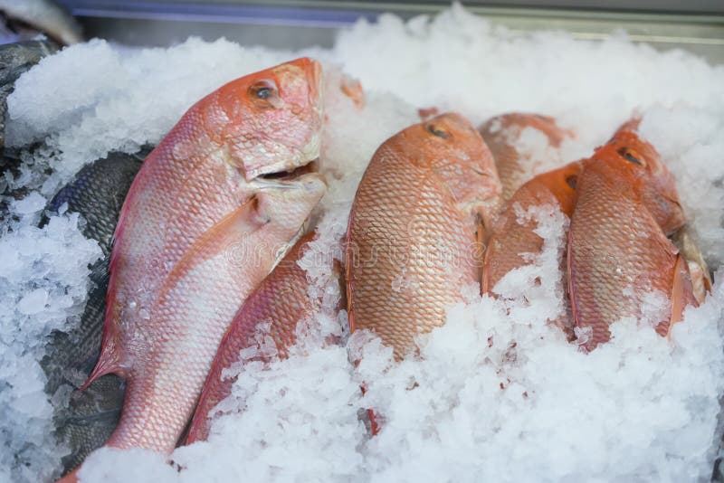 Close-Up of Freshly Caught Red Snapper or Lutjanus Campechanus with ...