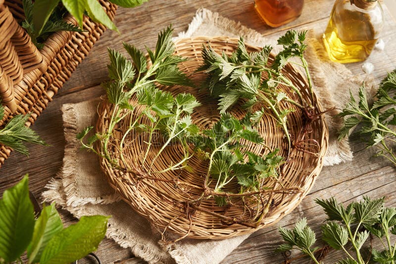 Fresh Whole Stinging Nettle Plant Root Rhizome Wild Medicinal Stock ...