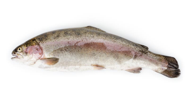 Fresh whole trout fish stock photo. Image of jumping - 36583496