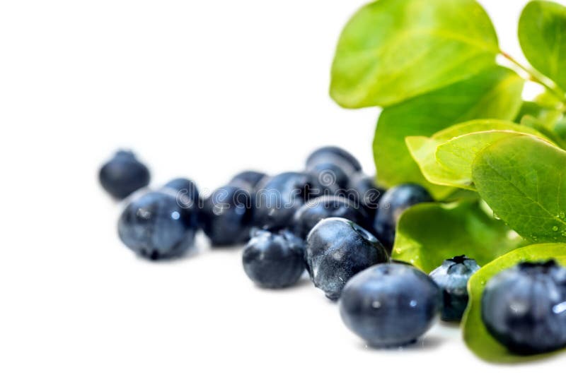 Fresh Whortleberries or Huckleberries and Leaves on White Background ...