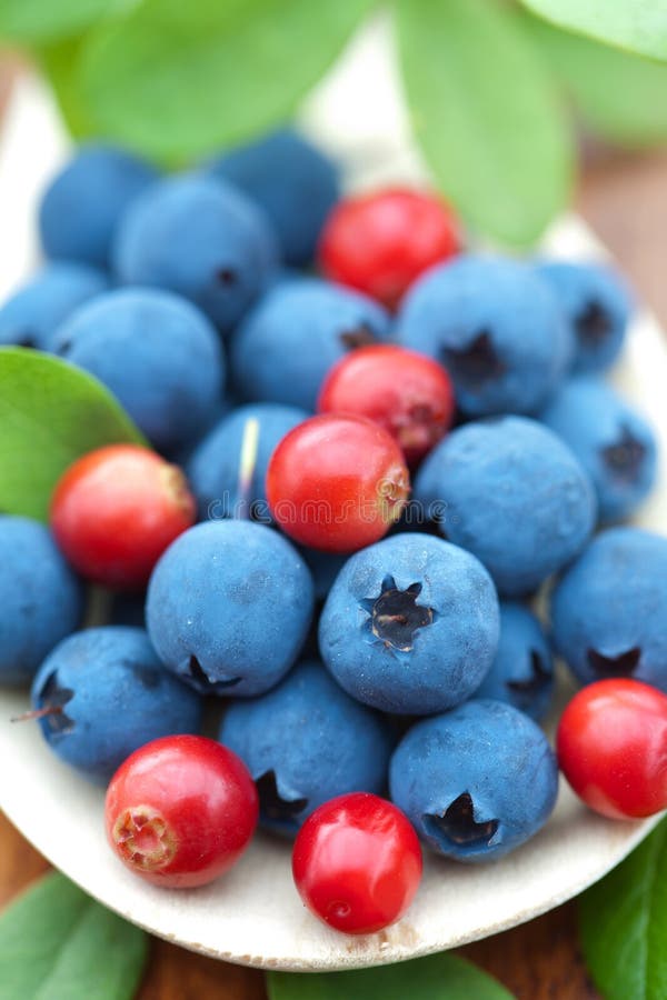 Fresh wild berries stock photo. Image of color, flavor - 25888860