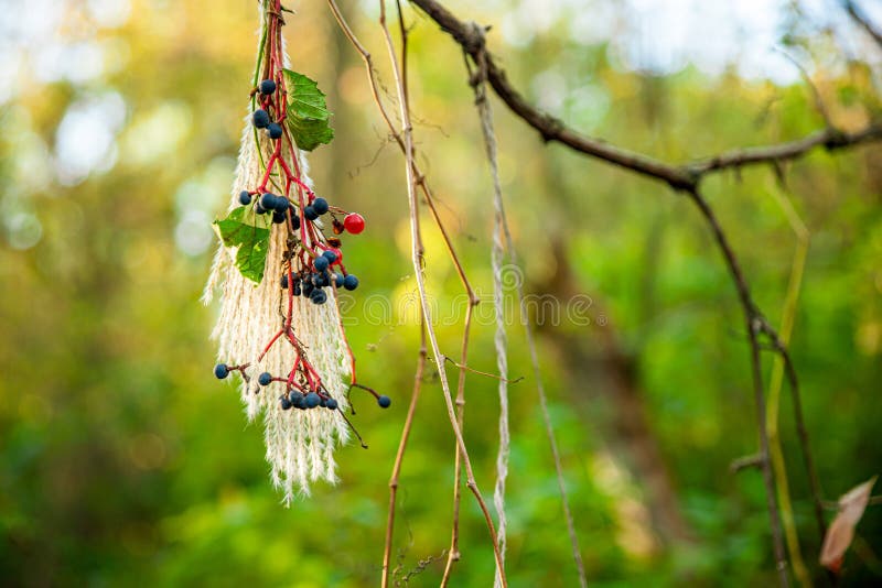 Fresh Wild Berries on a Bush Branch Stock Image - Image of fresh, berry ...