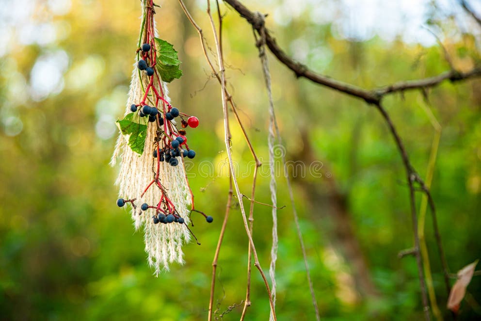 Fresh Wild Berries on a Bush Branch Stock Image - Image of fresh, berry ...