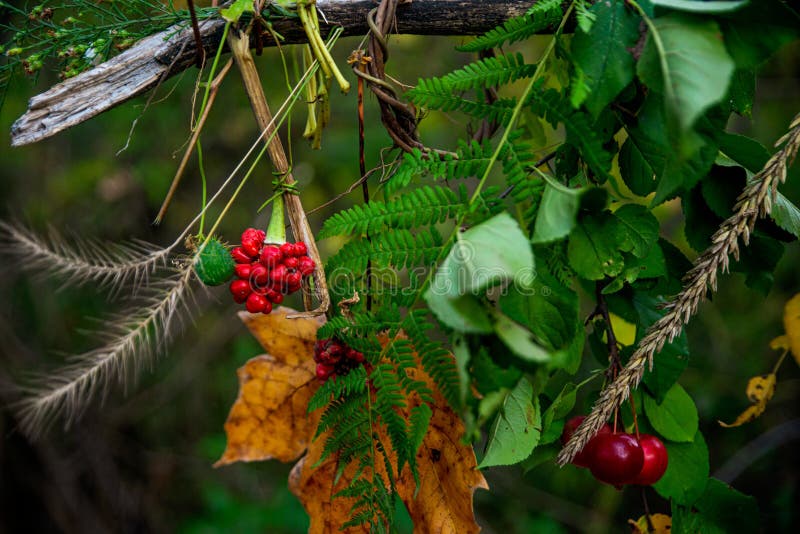 Fresh Wild Berries on a Bush Branch Stock Image - Image of berry ...