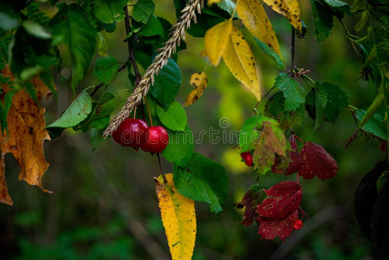 Fresh Wild Berries on a Bush Branch Stock Photo - Image of tasty, juicy ...