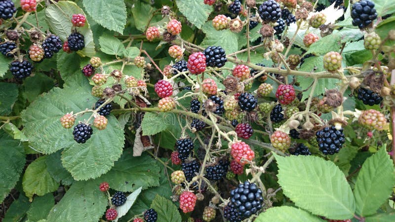 Fresh wild blackberry bush stock photo. Image of bilberry - 43764380
