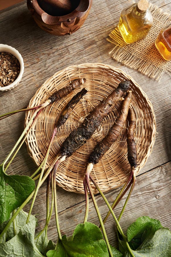 Fresh Wild Burdock Root on a Table - Ingredient for Herbal Tincture ...