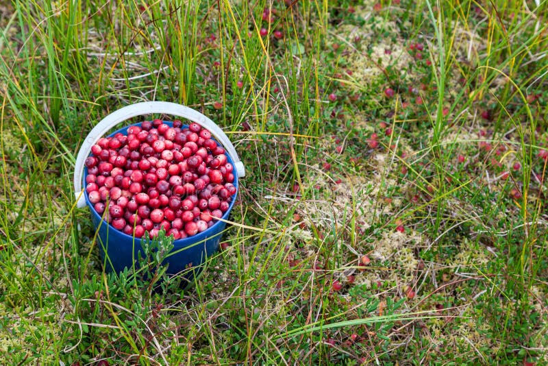Wild Cranberries Growing in Bog Stock Image - Image of growth, marsh ...