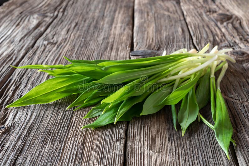 Fresh Wild Garlic Leaves on a Rustic Background Stock Photo - Image of ...