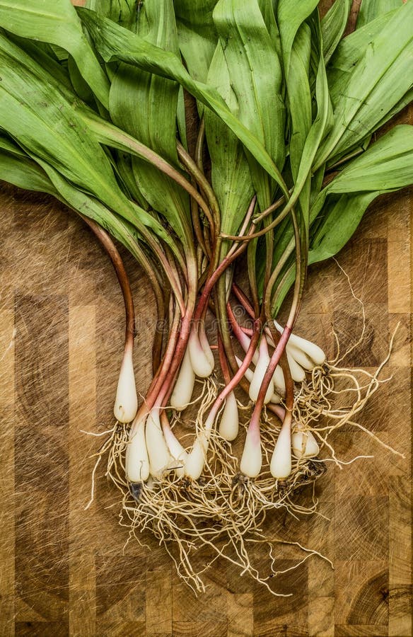Fresh wild ramps (leeks) stock image. Image of green - 45853751