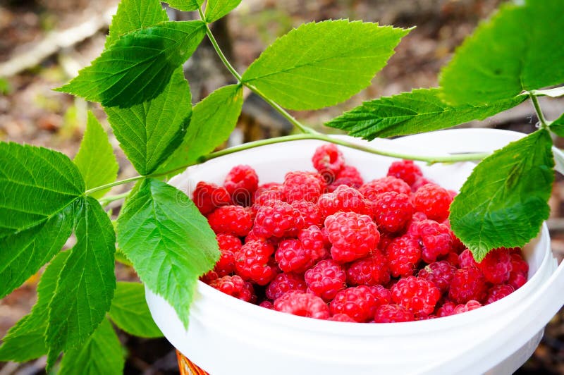 Fresh Wild Raspberries in Forest Stock Photo - Image of happiness ...