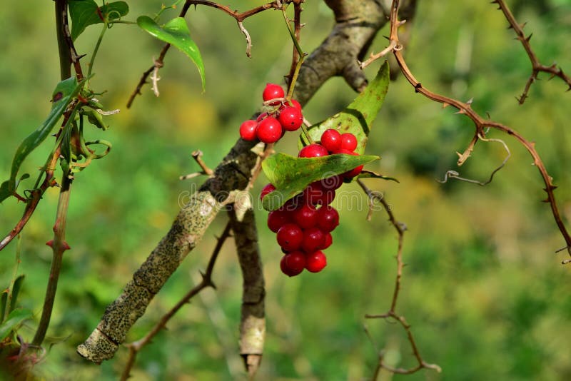 Fresh Wild Red Berries Growing on a Wild Tree. Stock Photo - Image of ...