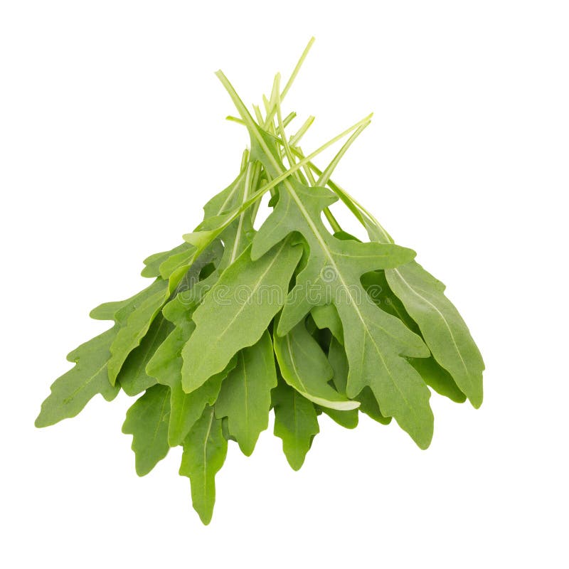 Wild rucola stock image. Image of vegetable, arugula - 23107607