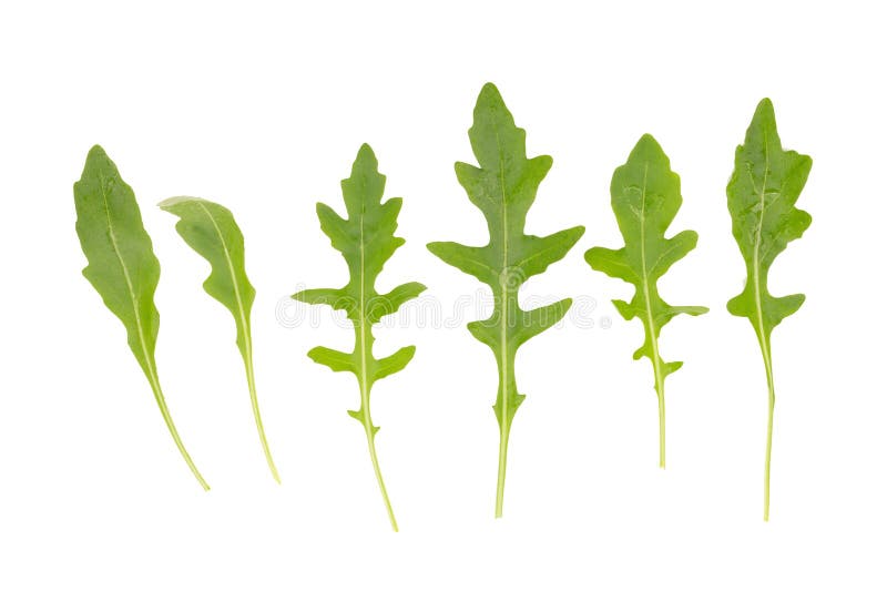 Fresh Wild Rocket Rucola Leaves on White Background Stock Image - Image ...