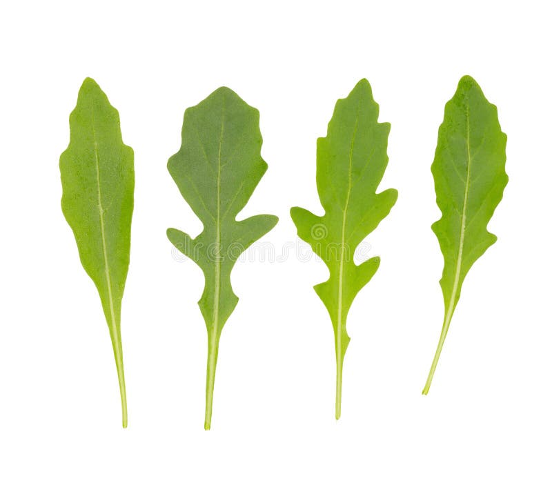 Fresh Wild Rocket Rucola Leaves on White Background Stock Photo - Image ...