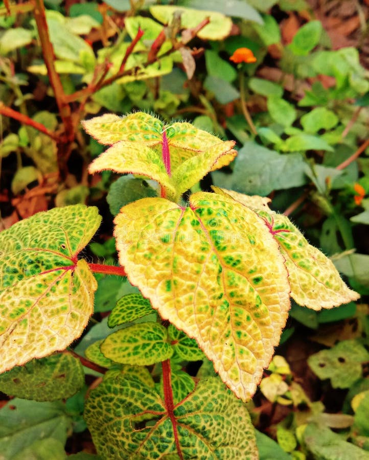 Fresh Wilderness Beautiful Tree Leaf Photo Stock Photo - Image of leaf ...