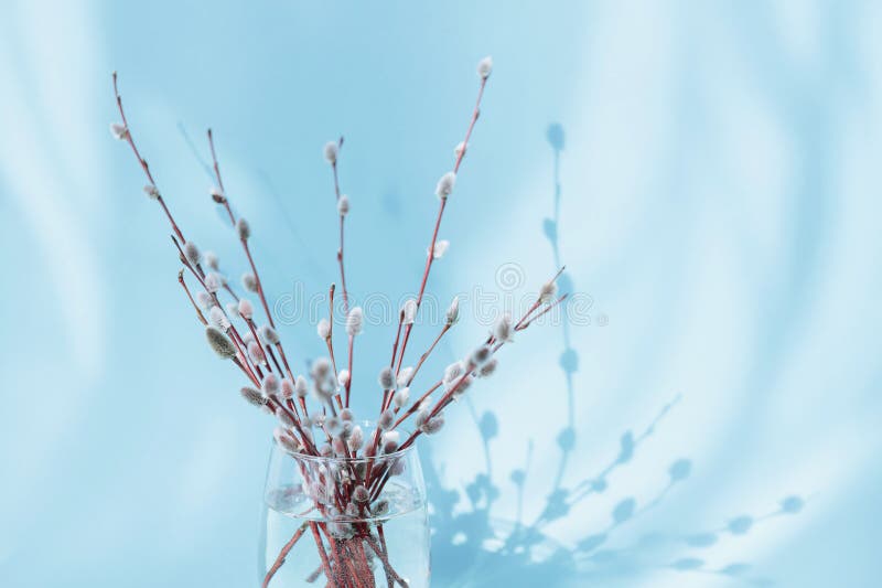 Fresh Willow Branches in Vase on Light Blue Background Stock Image ...